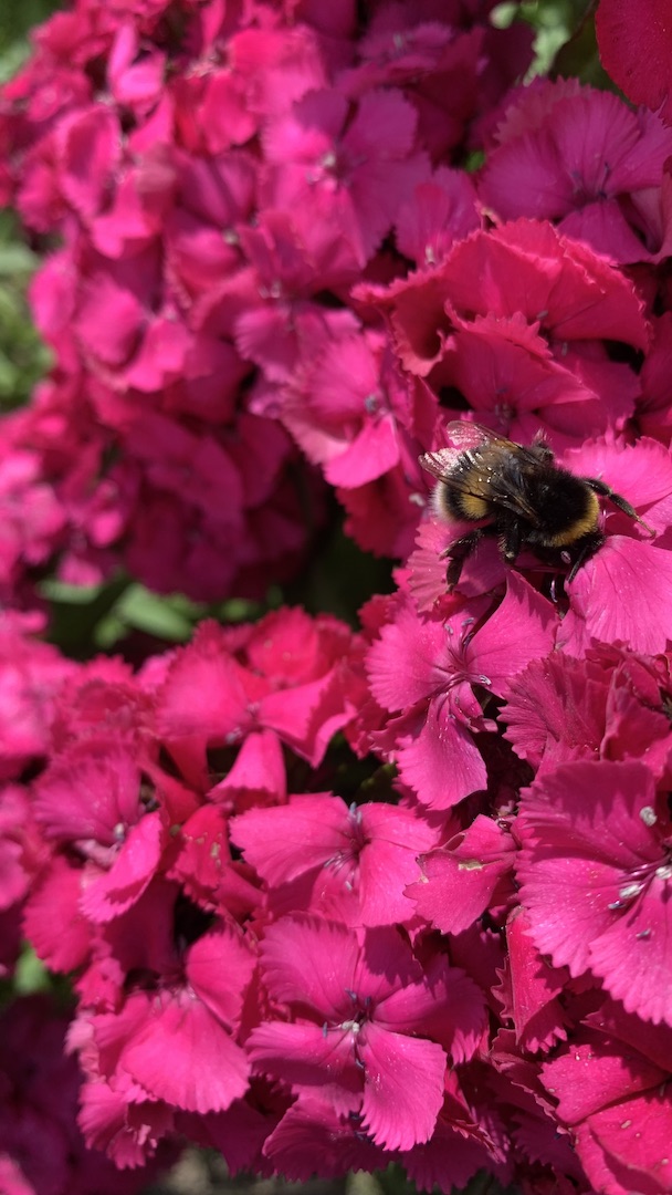 June Cornwall trip – Hawthorn Horticulture