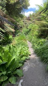 June Cornwall trip – Hawthorn Horticulture