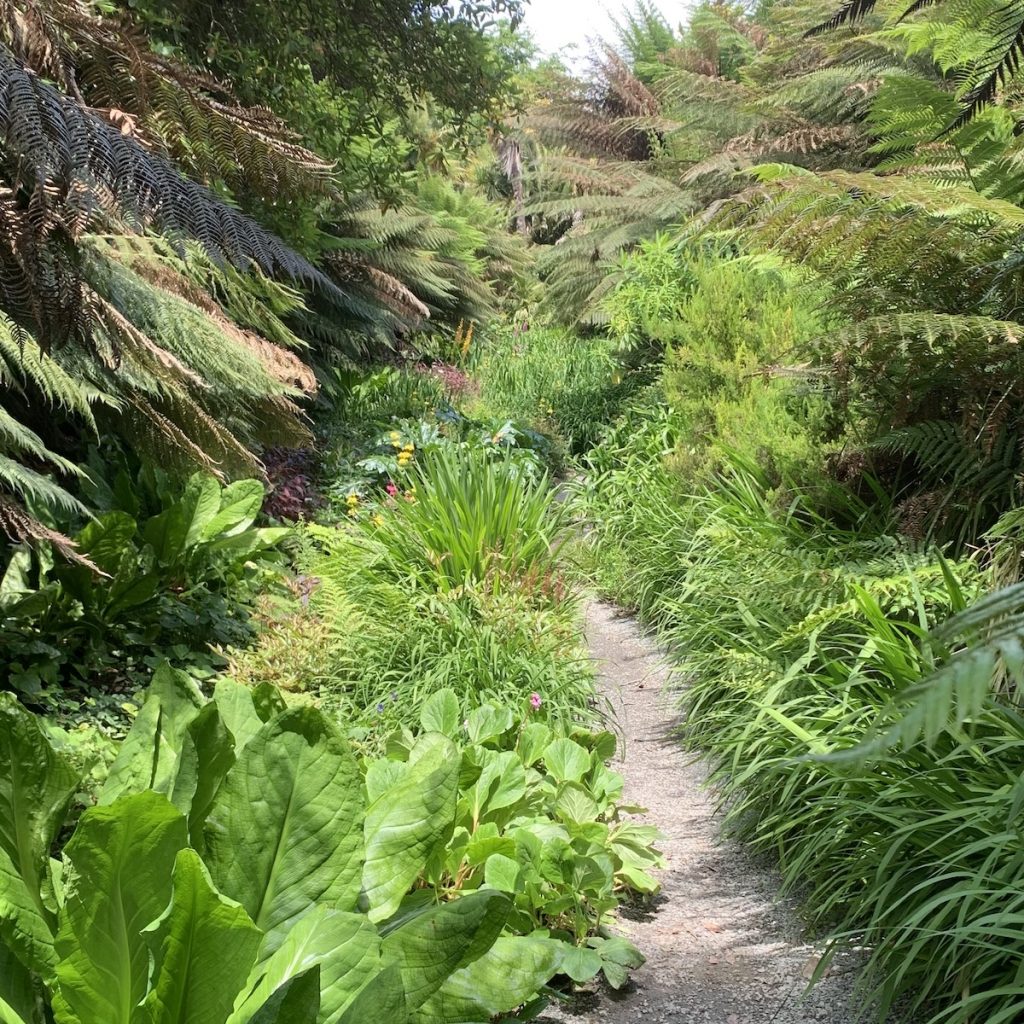 June Cornwall trip – Hawthorn Horticulture