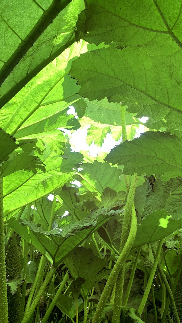 June Cornwall trip – Hawthorn Horticulture