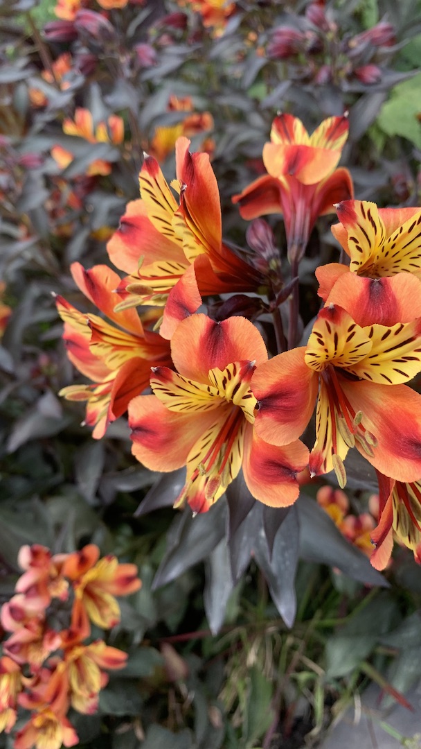 June Cornwall trip – Hawthorn Horticulture