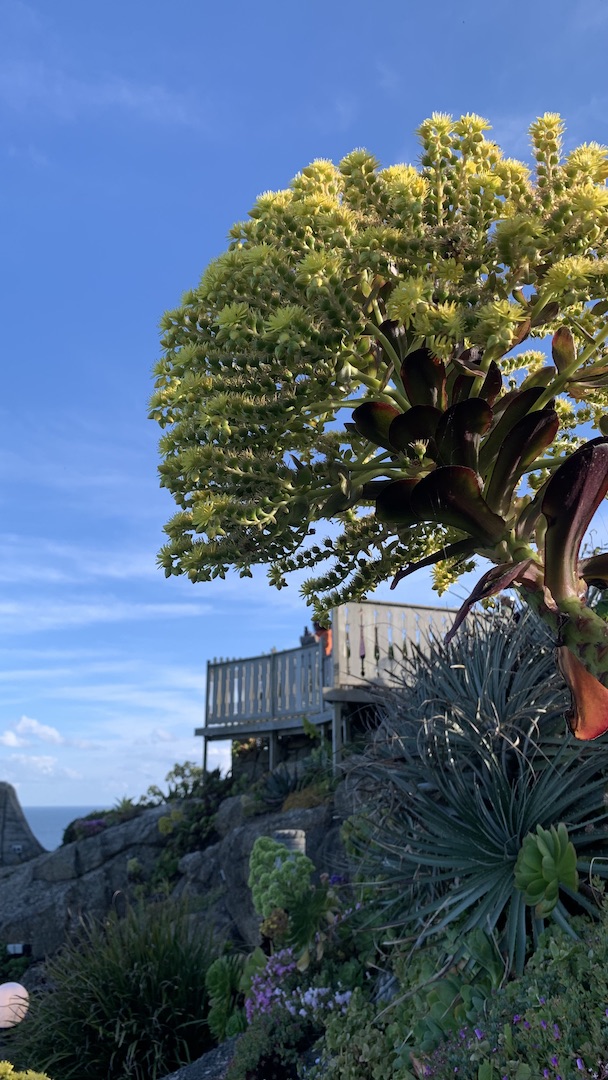 June Cornwall trip – Hawthorn Horticulture