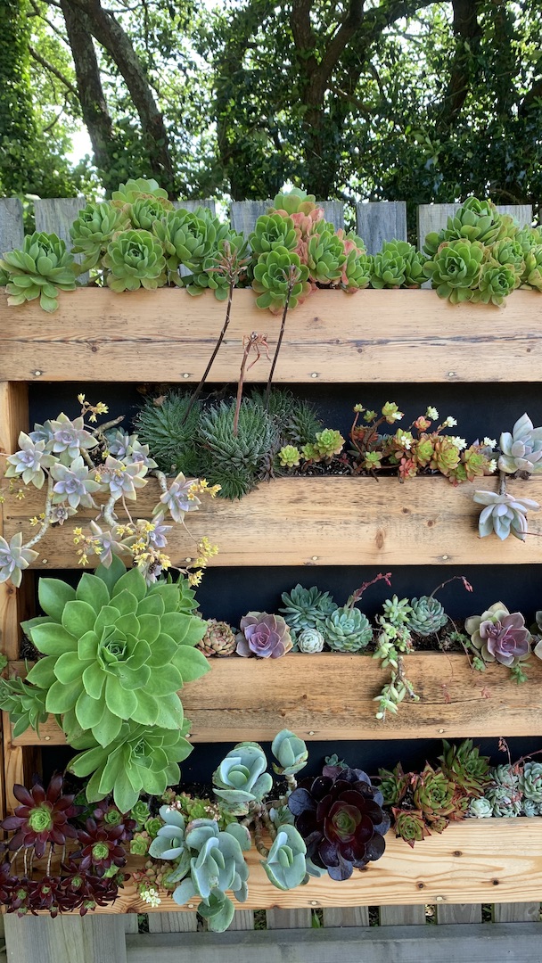 June Cornwall trip – Hawthorn Horticulture