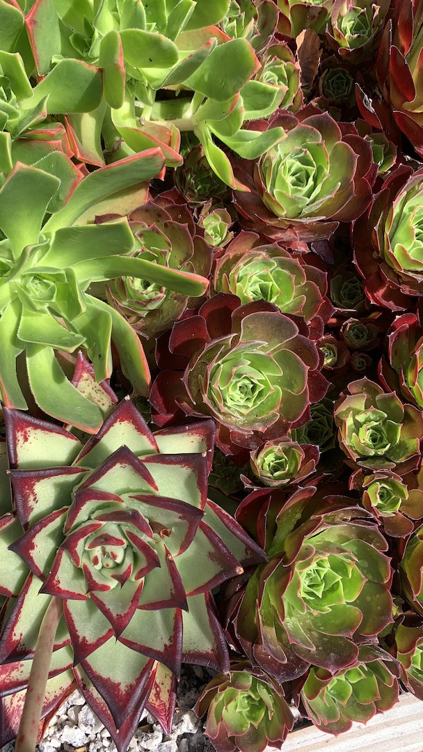 June Cornwall trip – Hawthorn Horticulture