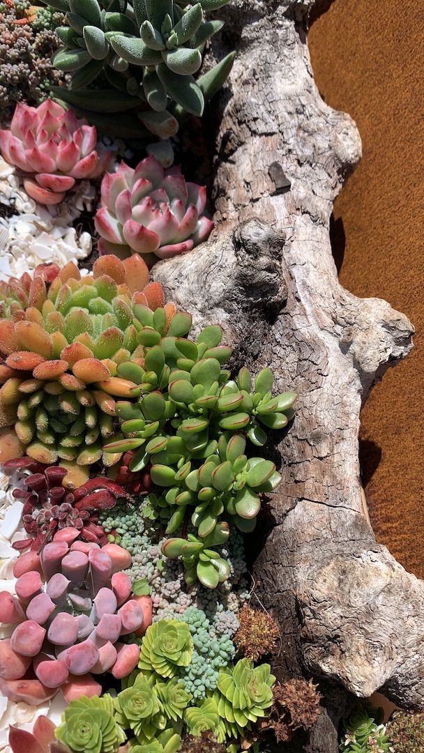 June Cornwall trip – Hawthorn Horticulture